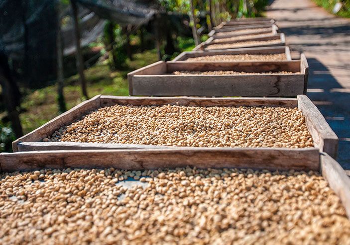 Importancia del secado en el café - Apasionados por el café